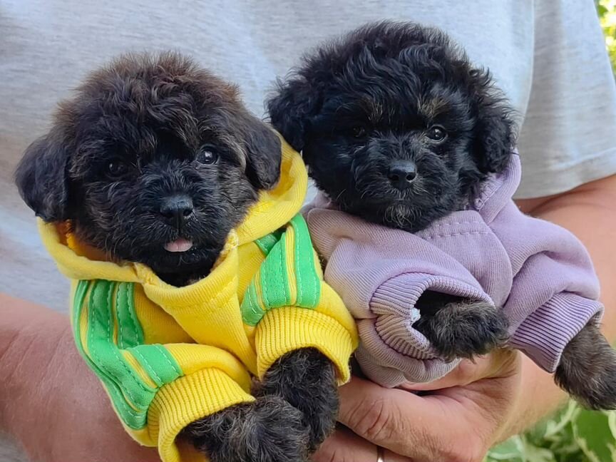 Мальтипу малыши