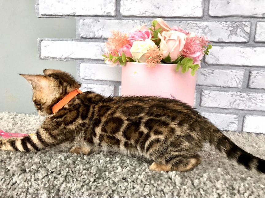 Бенгальские девочки злото и серебро