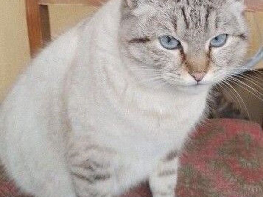 Кошки и коты в дом в добрые руки