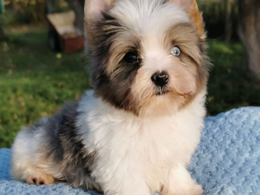 Щенок Бивер