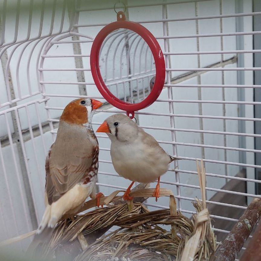 Птицы амадины