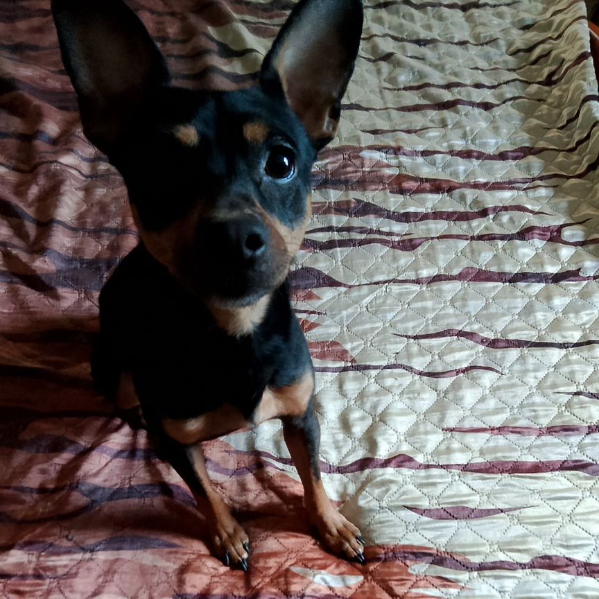 Пражский крысарик, взрослый пёс