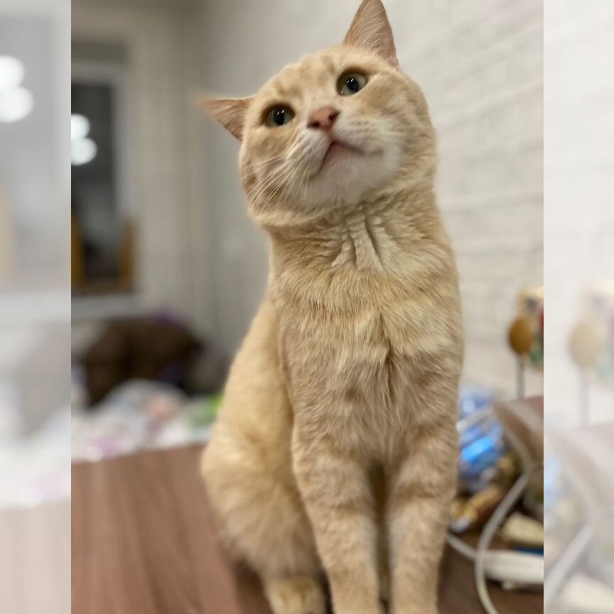 Взрослый кот в добрые руки