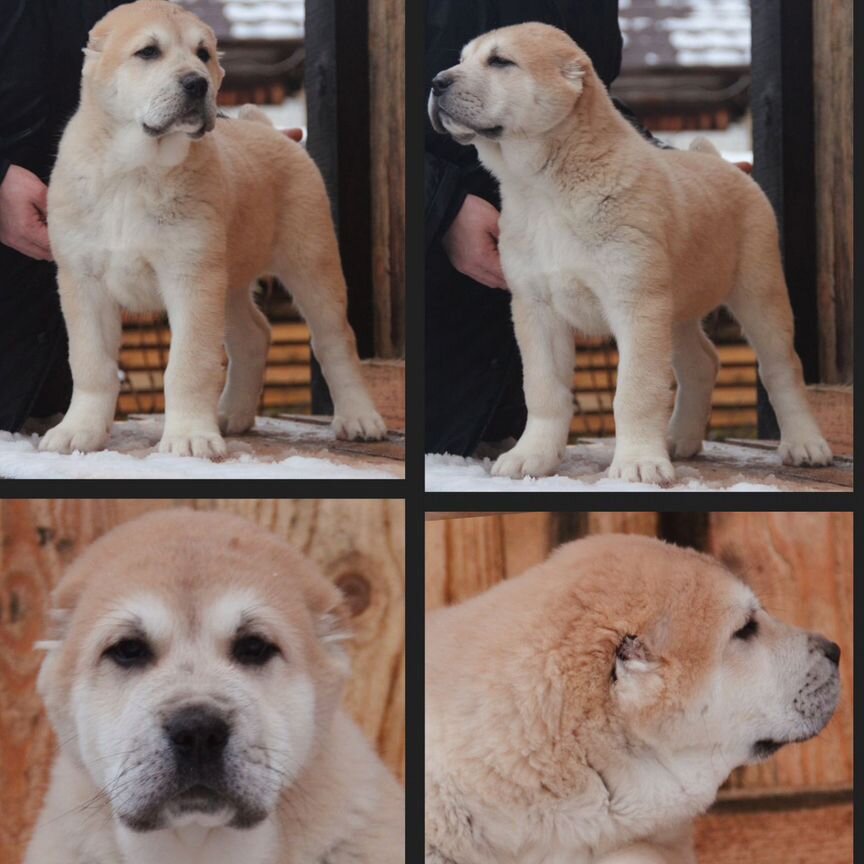 Девочка. Среднеазиатская овчарка