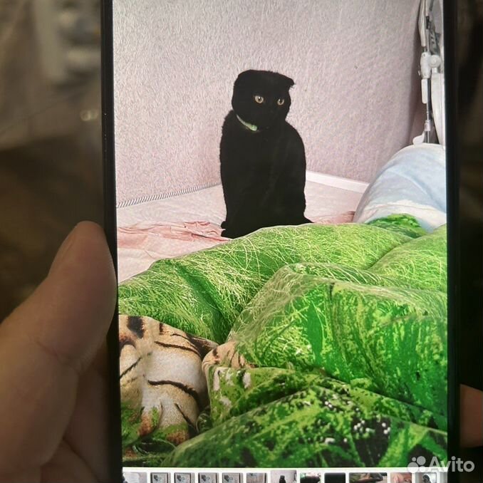 Отдам шотланскую кошечку