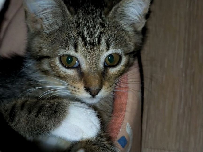Котята в добрые руки, приучены к лотку