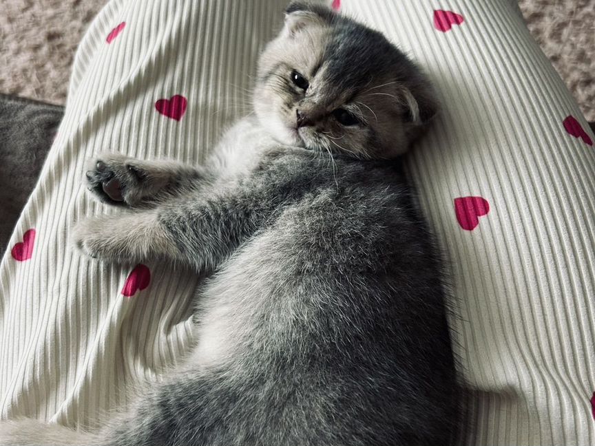 Шотландская кошка
