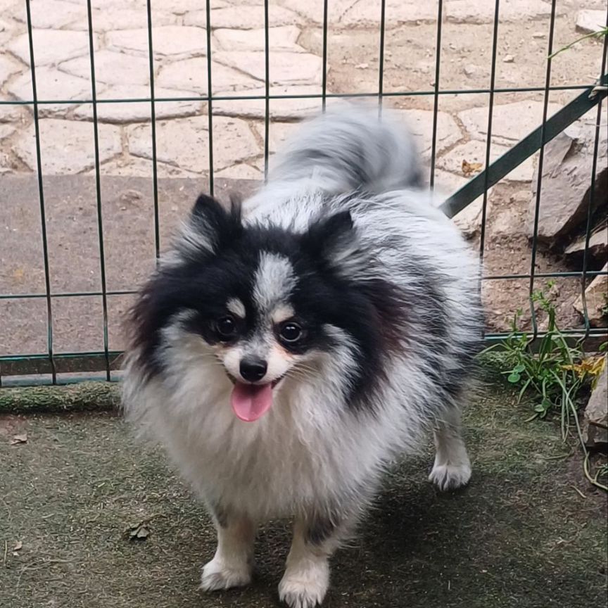 Шпиц патиколор мальчик