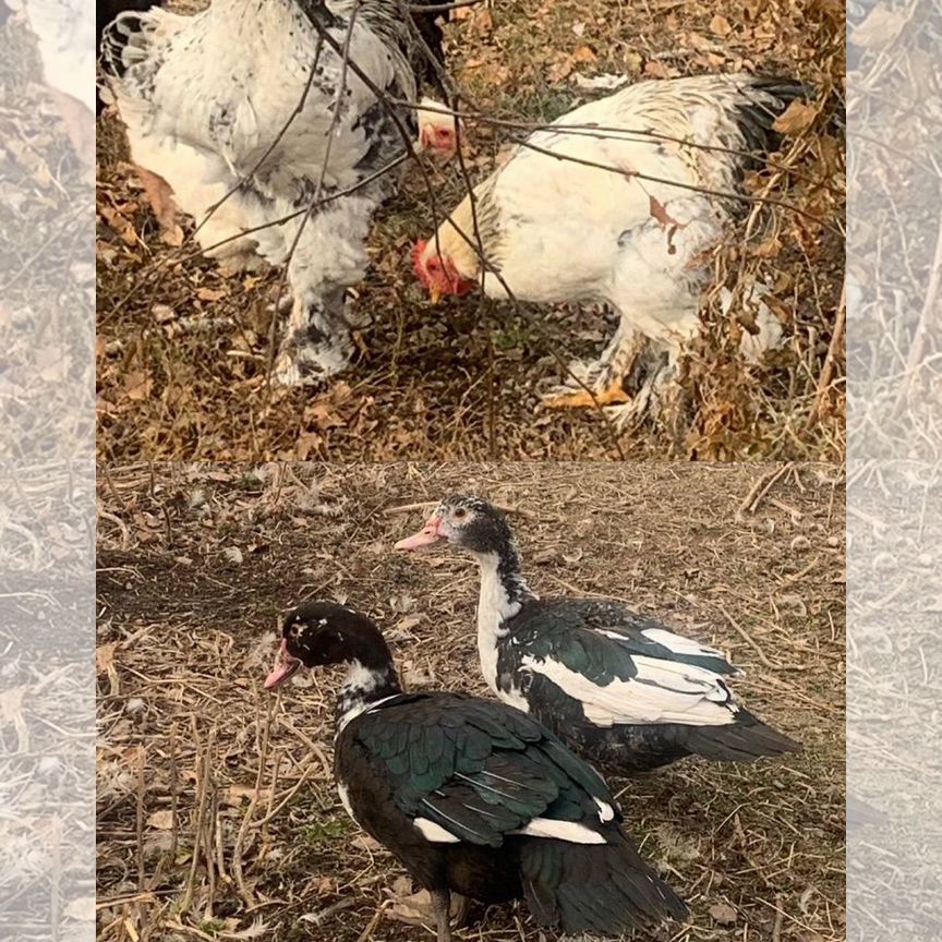 Индоутка и петушок