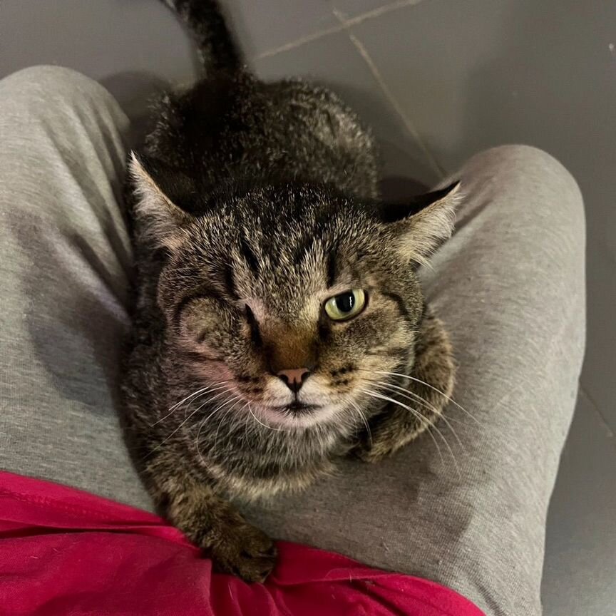 Отдам кота