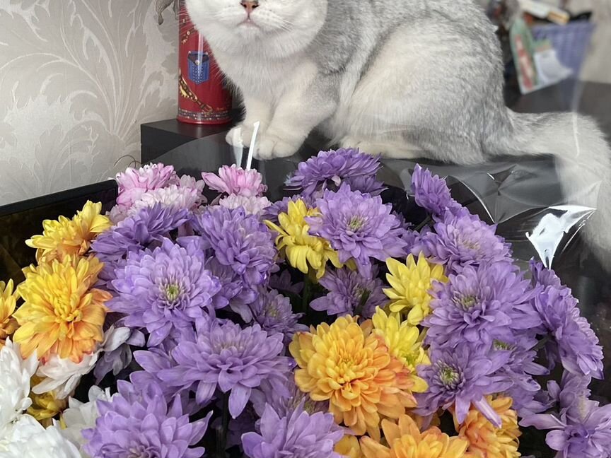 Шотландская кошечка Ежевика