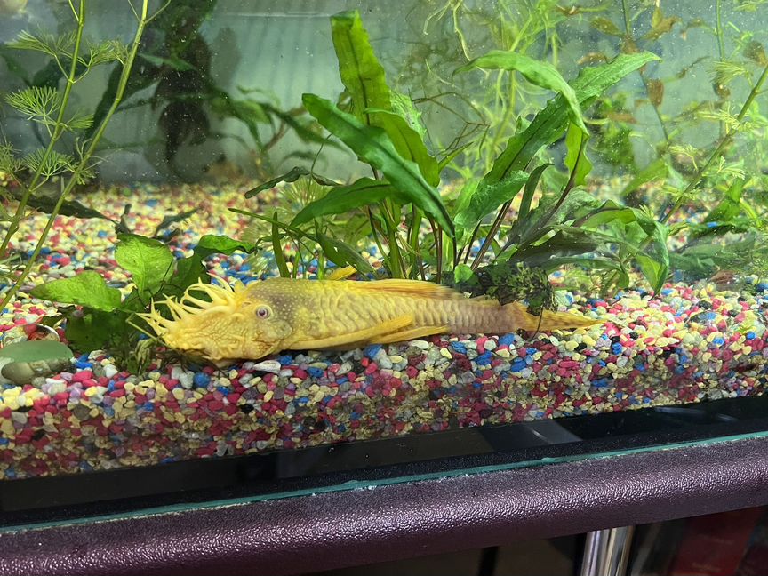 Сом золотой/ золотушки