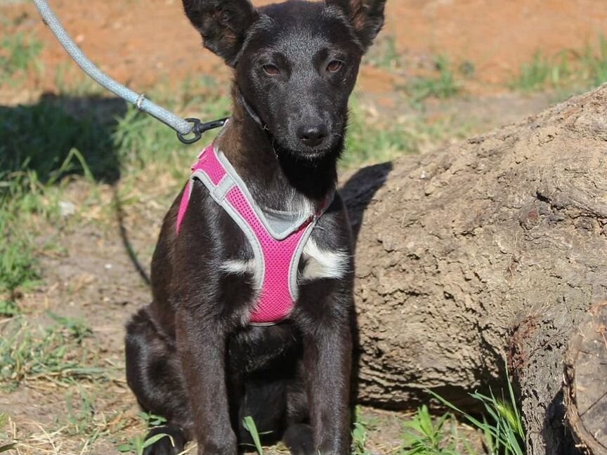 Собака в добрые руки щенок