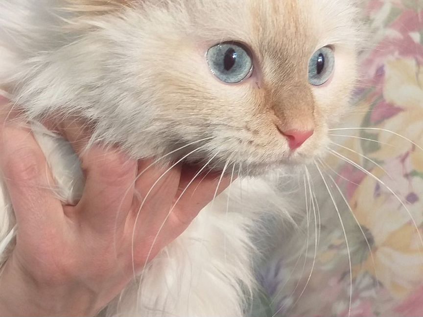 Молодая кошечка