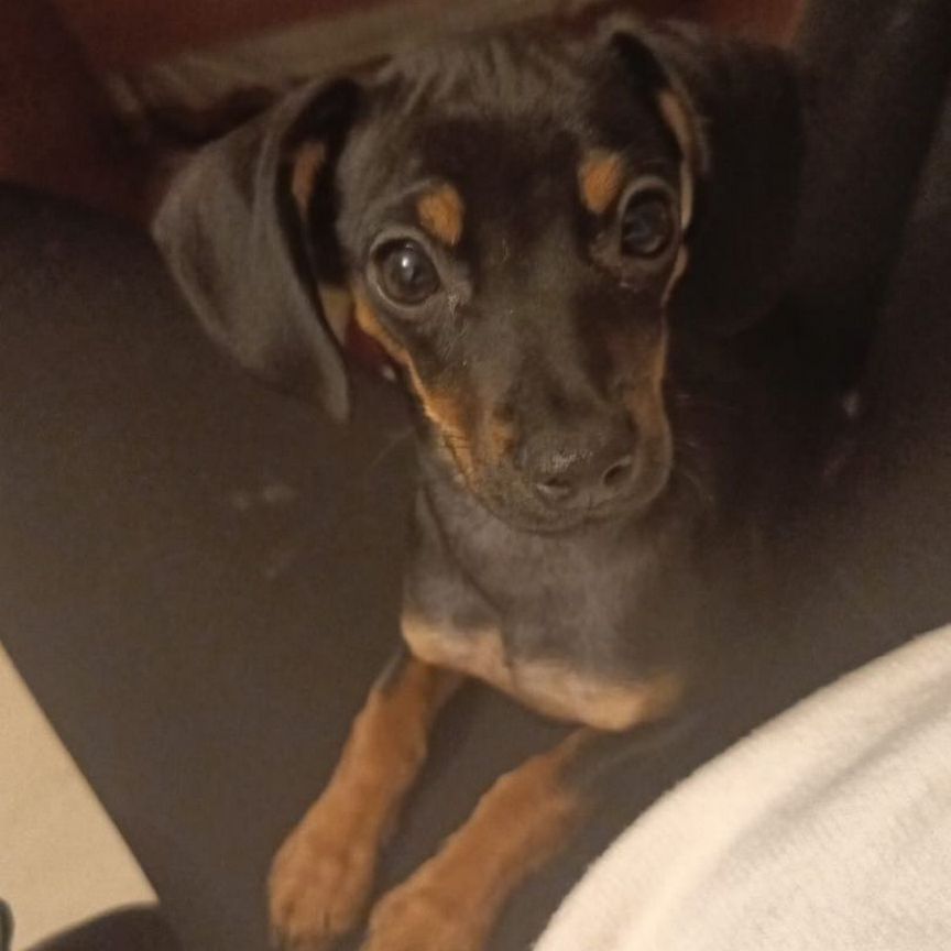 Той-терьер девочка