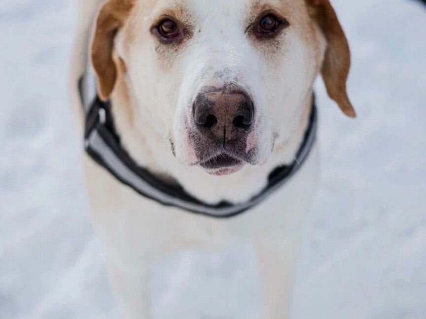 Отличный пес-красавец ищет хозяев