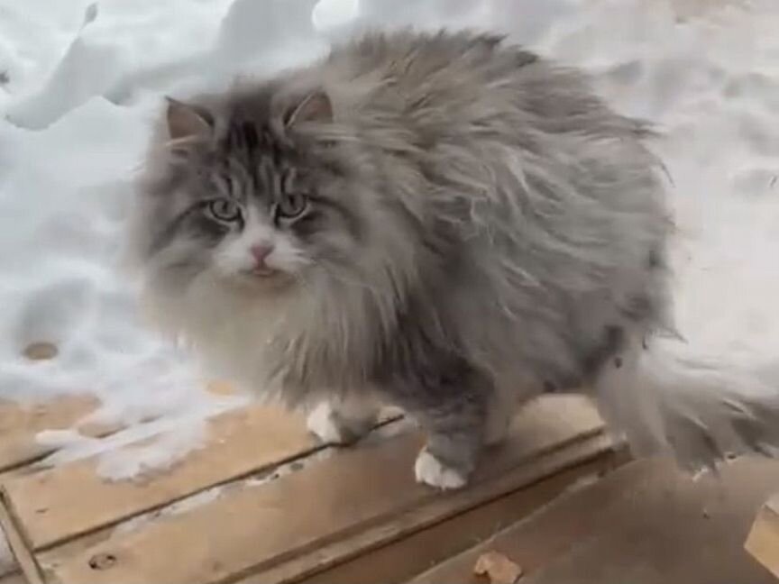 Кошки коты живут на улице