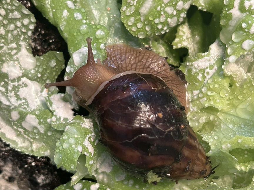 Ахатина улитка