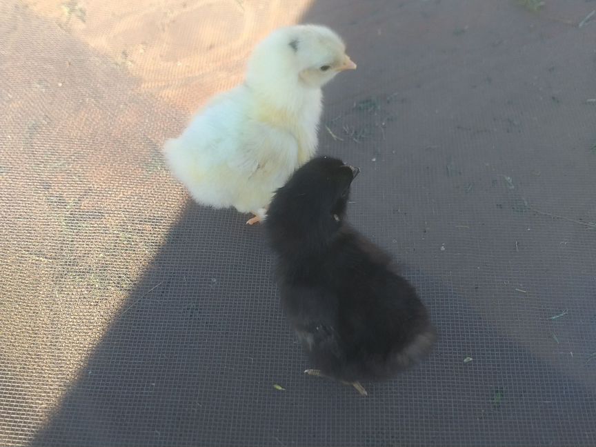 Цыплята бройлеры, несушки