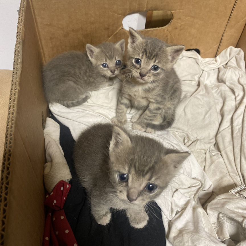 Котёнок в добрые руки