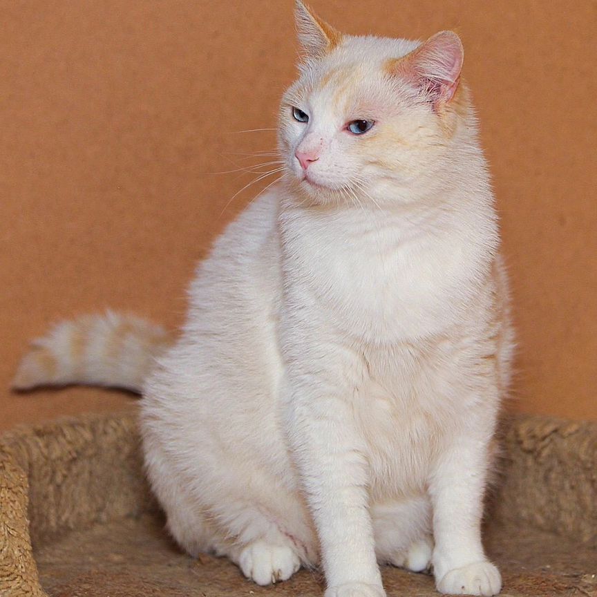 Тайский котик в поисках дома
