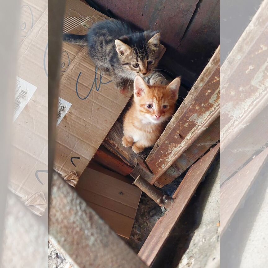 Котята в добрые руки