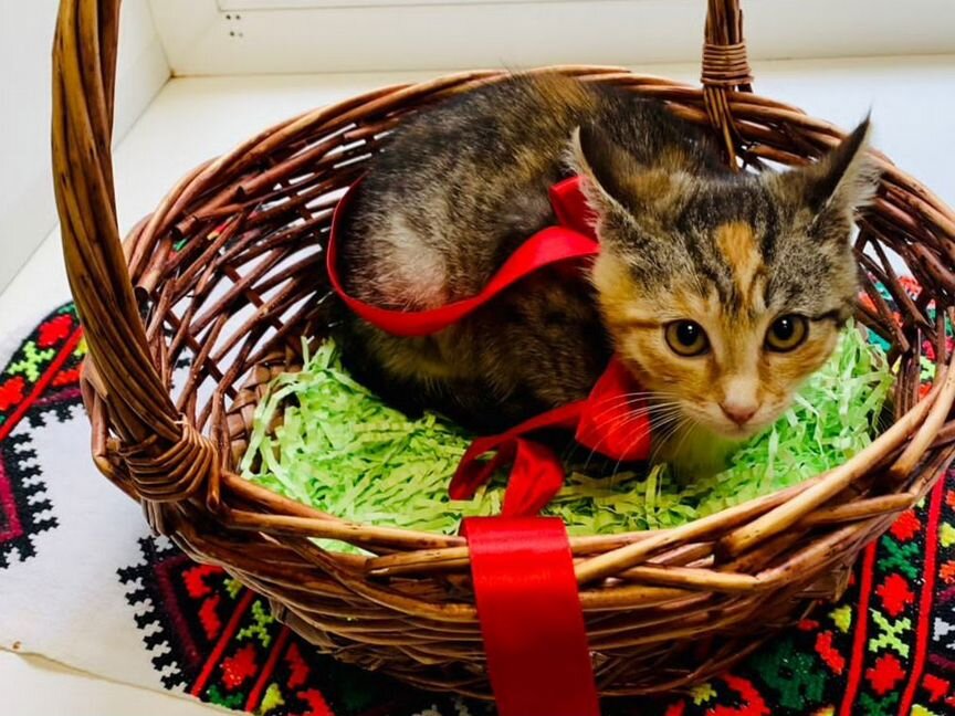 Цветной, плюшевый котёнок в поисках дома - девочка