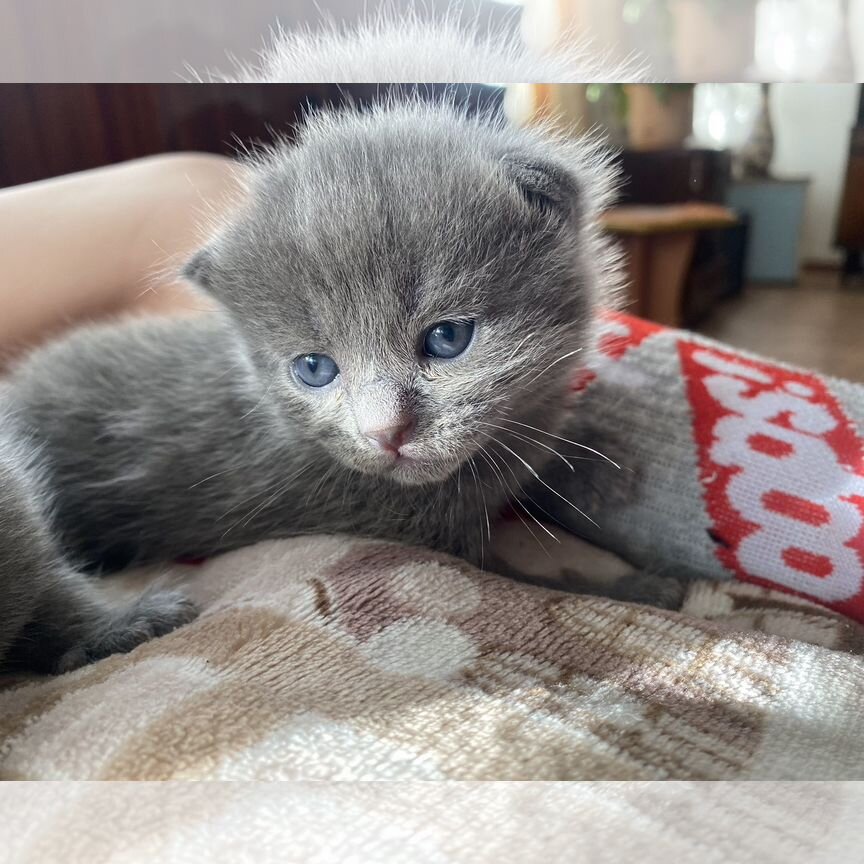 Шотландские котята