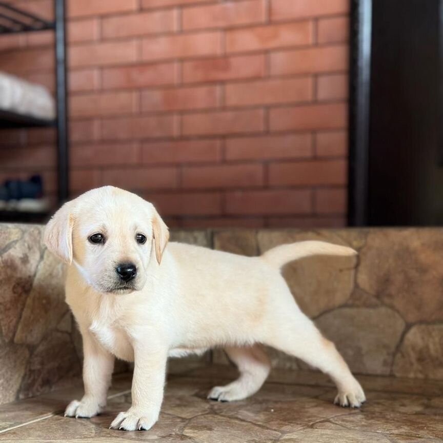 Клубные детки