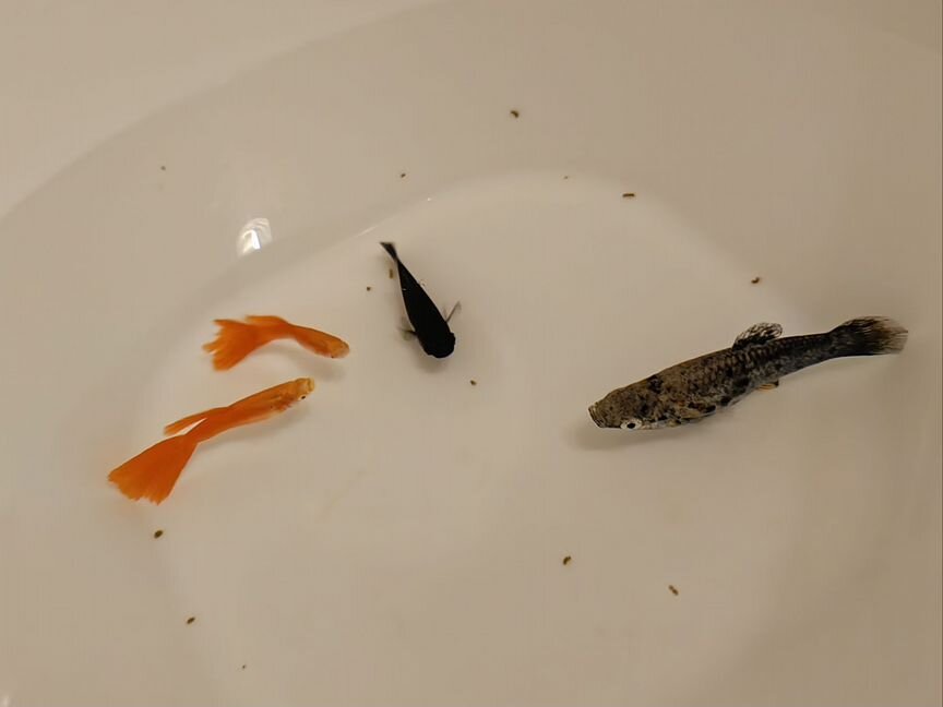 Аквариумные рыбки