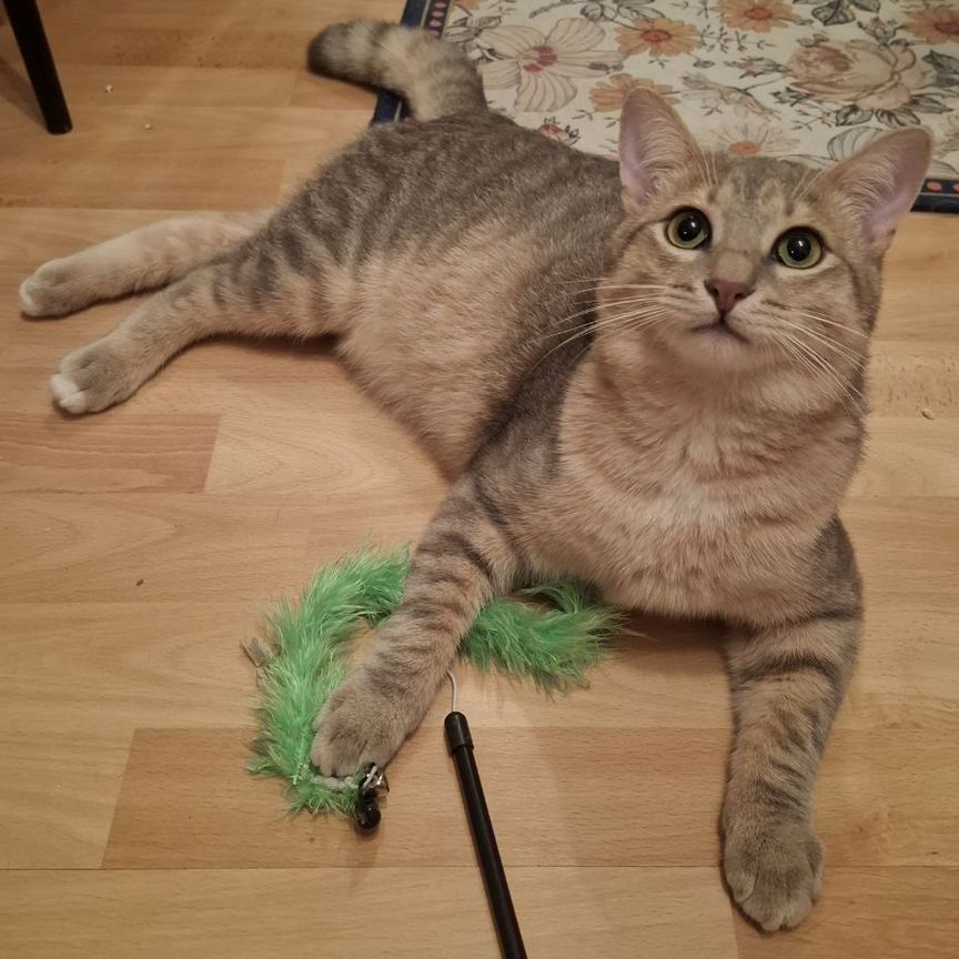 Котёнок в добрые руки