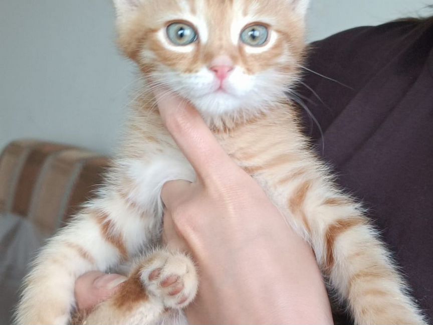 Котёнок 1,5 месяца