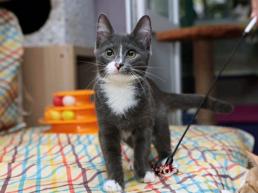 Котенок Смурфа в добрые ручки