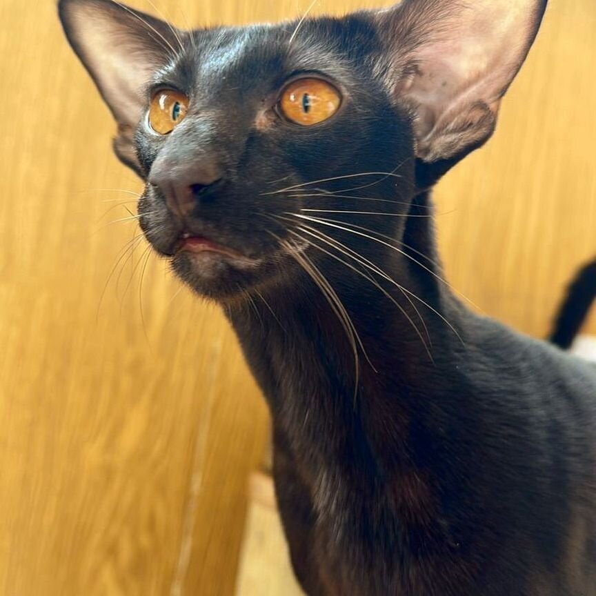 Ориентальная экстрим