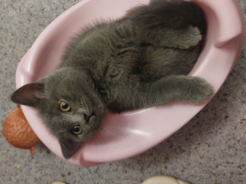 Кошечка, 2,5 месяца