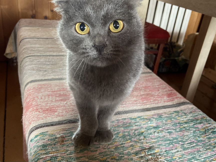 Найдена кошка