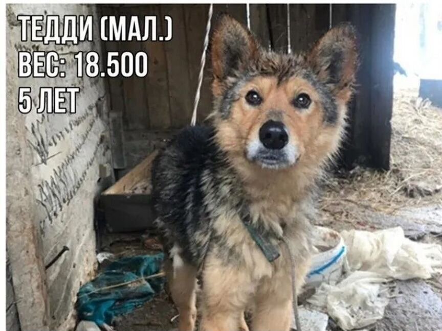 Собачка в добрые руки бесплатно