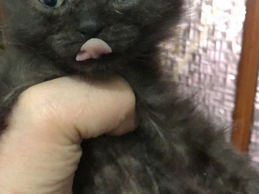 Котики в добрые руки