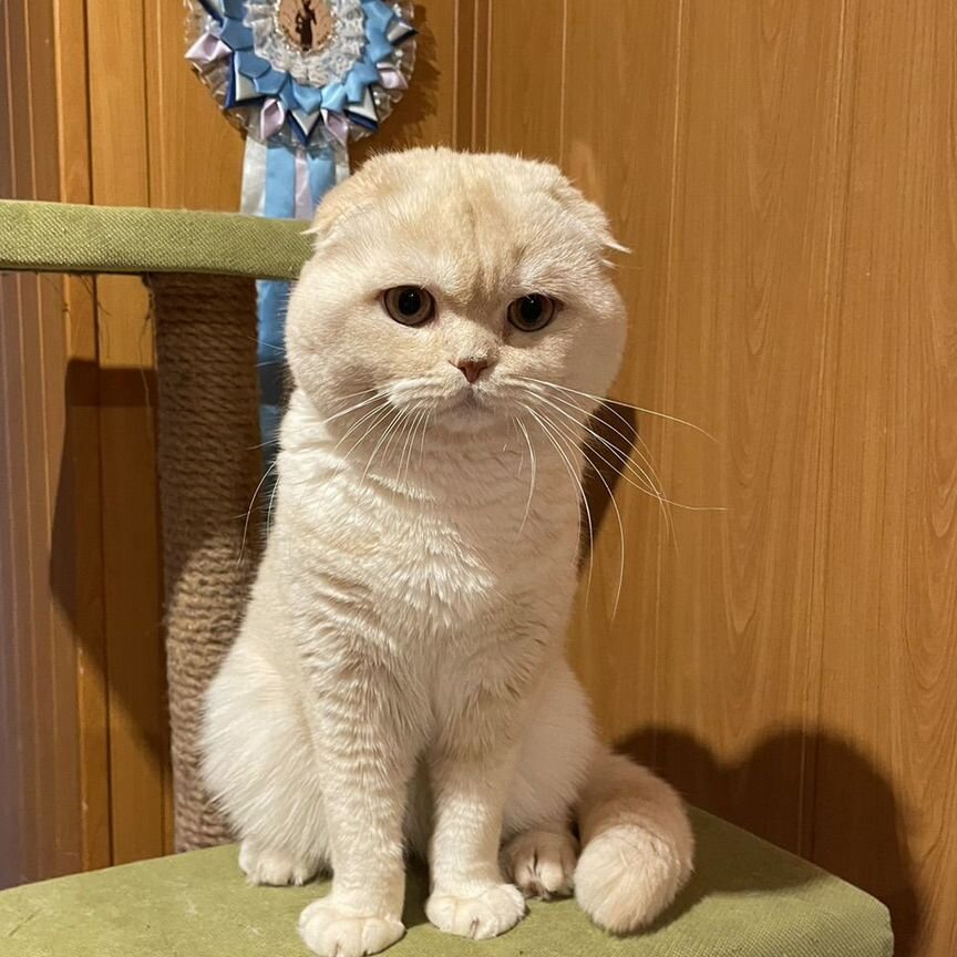 Шотландский кот