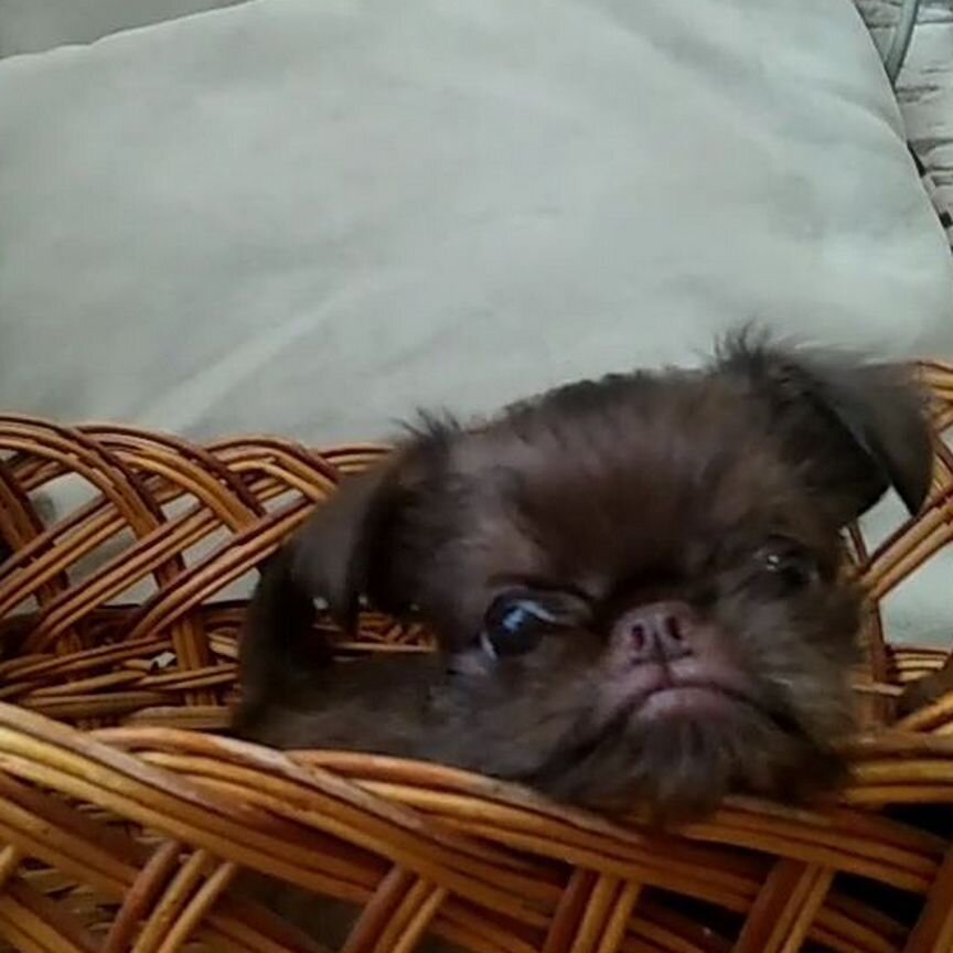 Щенки Гриффончики Шоколадный соболь