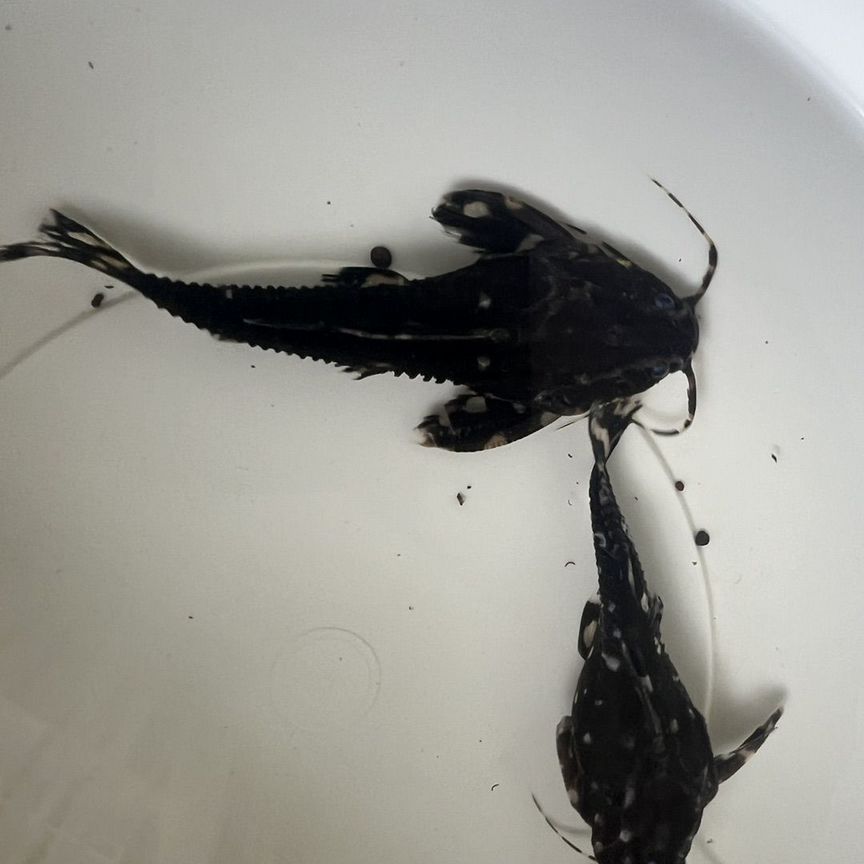 Бронь Сом агамикс