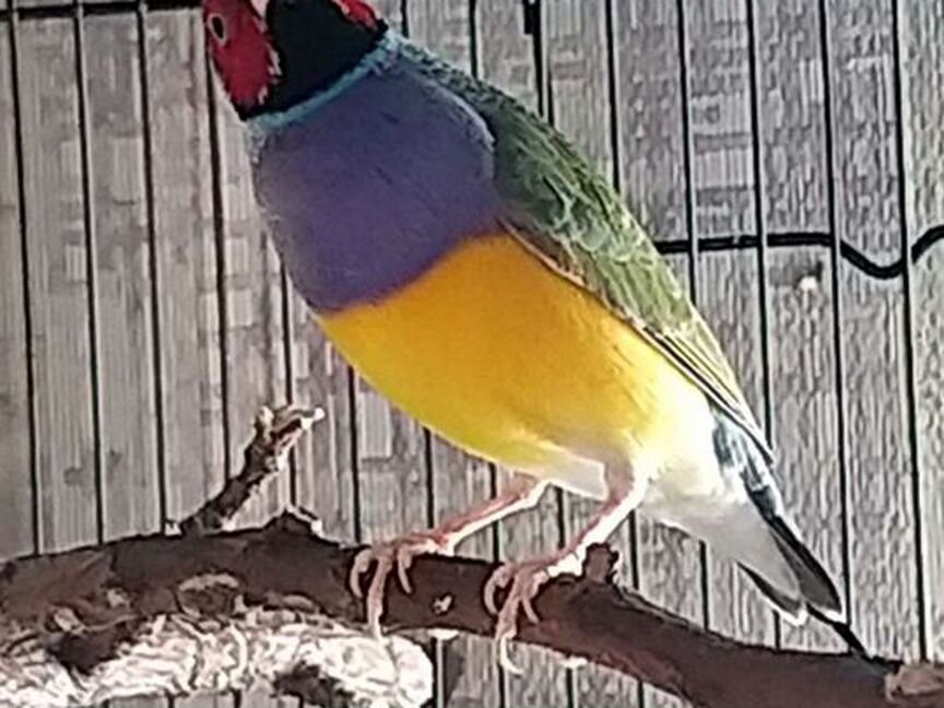 Амадины Гульда