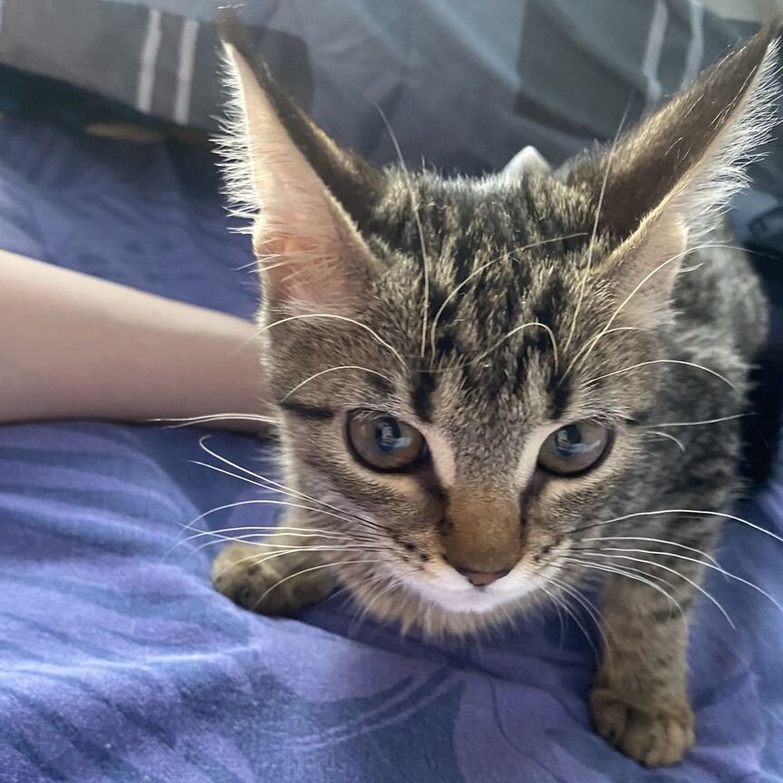 Мейн-кун котёнок