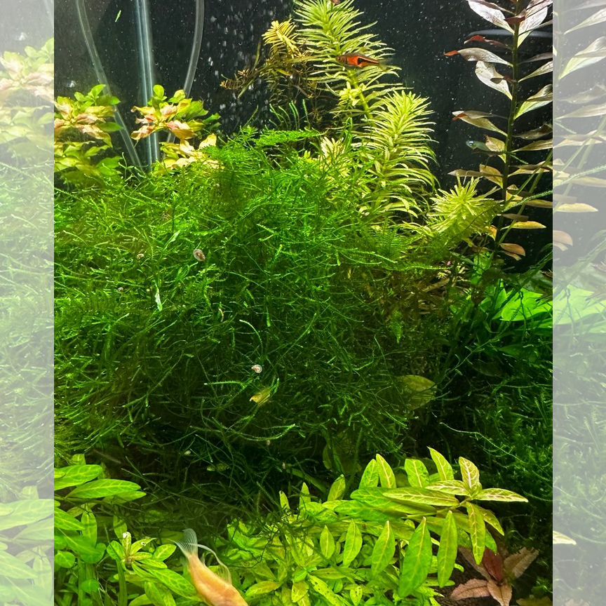 Аквариумный мох