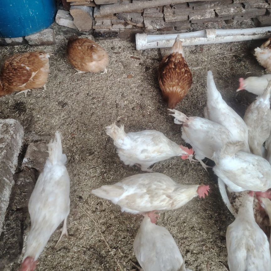 Куры несушки