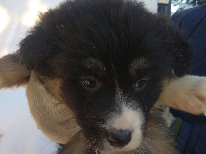 Собака/щенки/животные