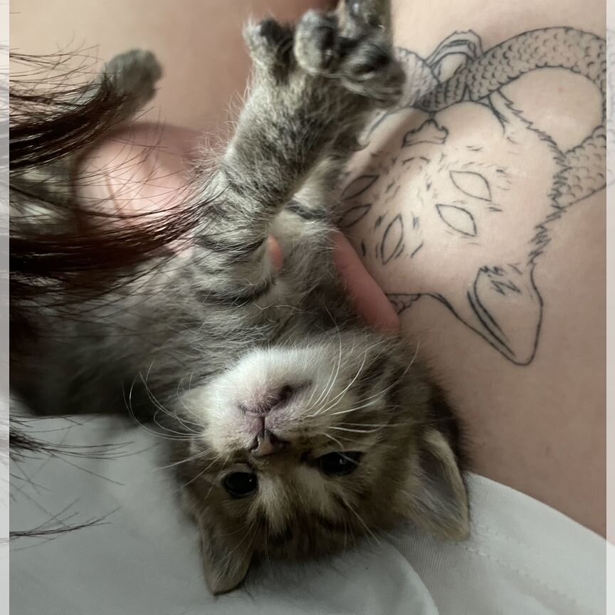 Котёнок в добрые руки