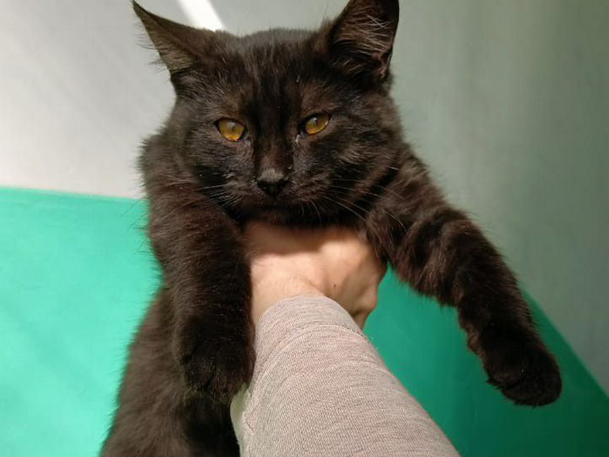 Котенок в опасности в добрые руки