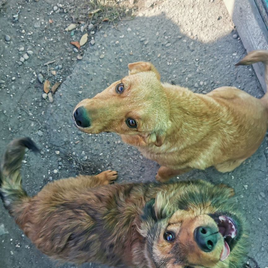 Отдам в добрые руки