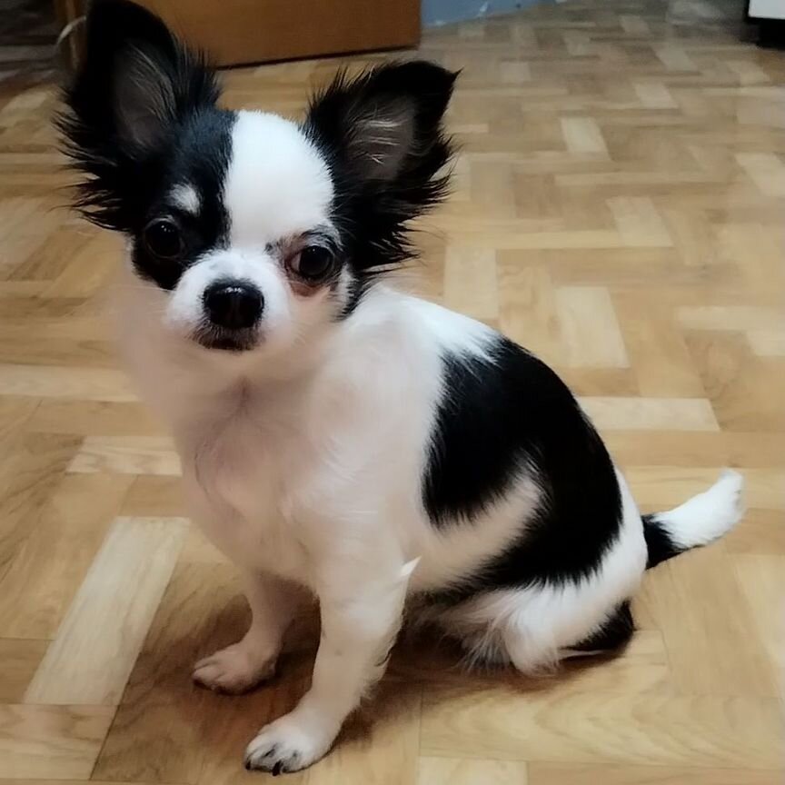 Чихуахуа, щенок